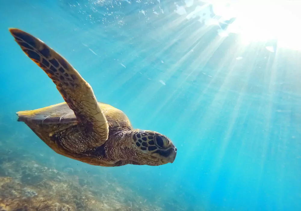 6 things to see in the Brijuni Islands | BiVillage